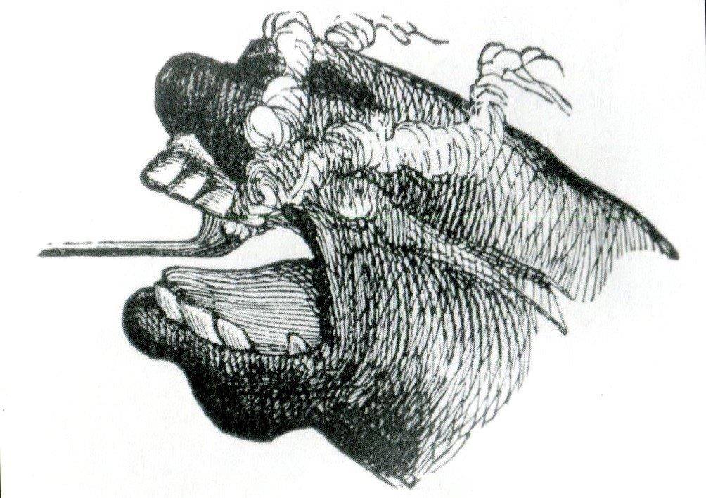 LA DENTISTERIE ÉQUINE AU FIL DU TEMPS… – Kiliane Technicien Dentaire Equin